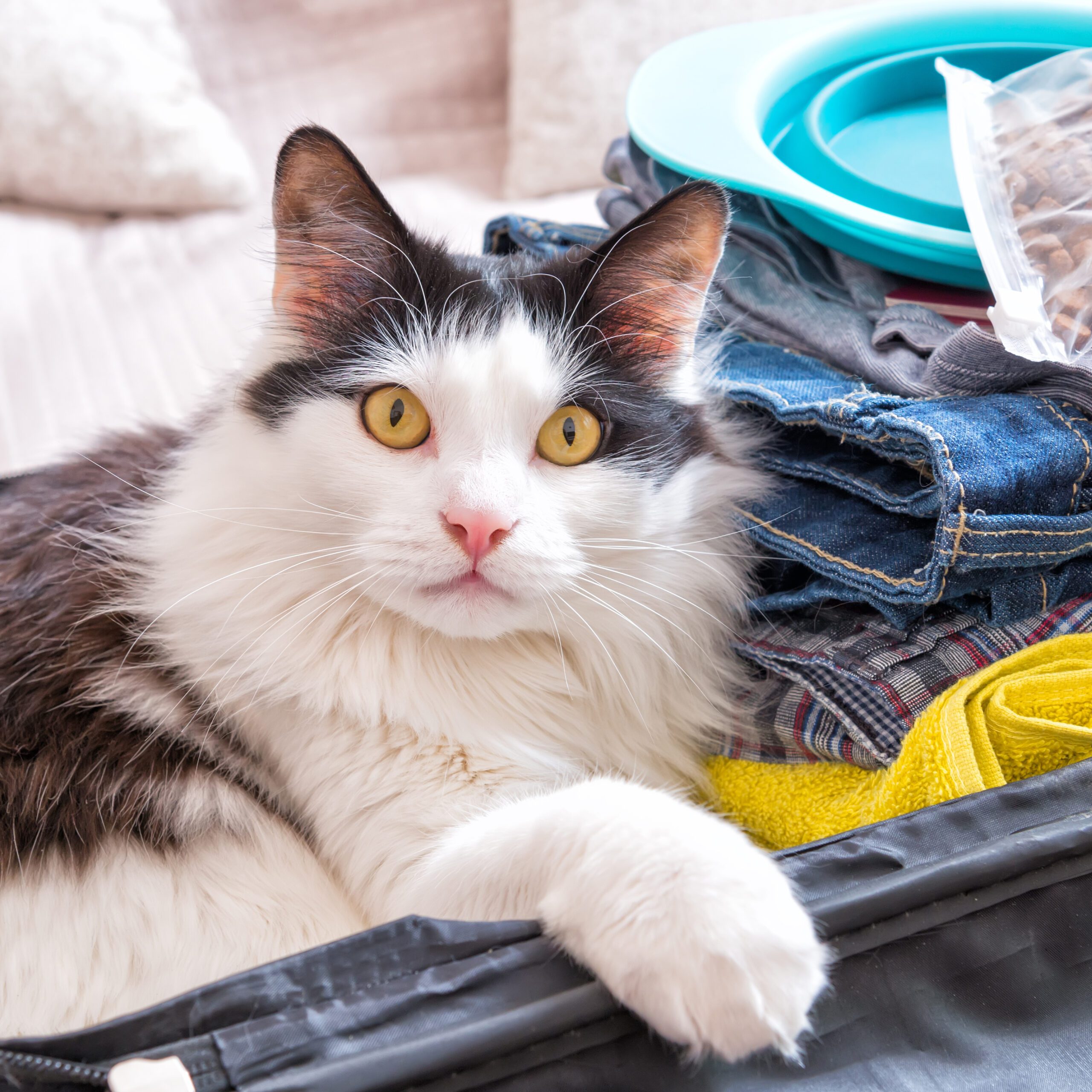 Disaster Preparation for Pets - San Francisco SPCA