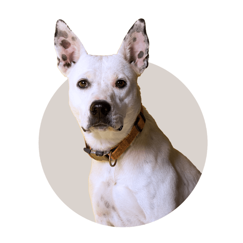 Adoptions - San Francisco SPCA