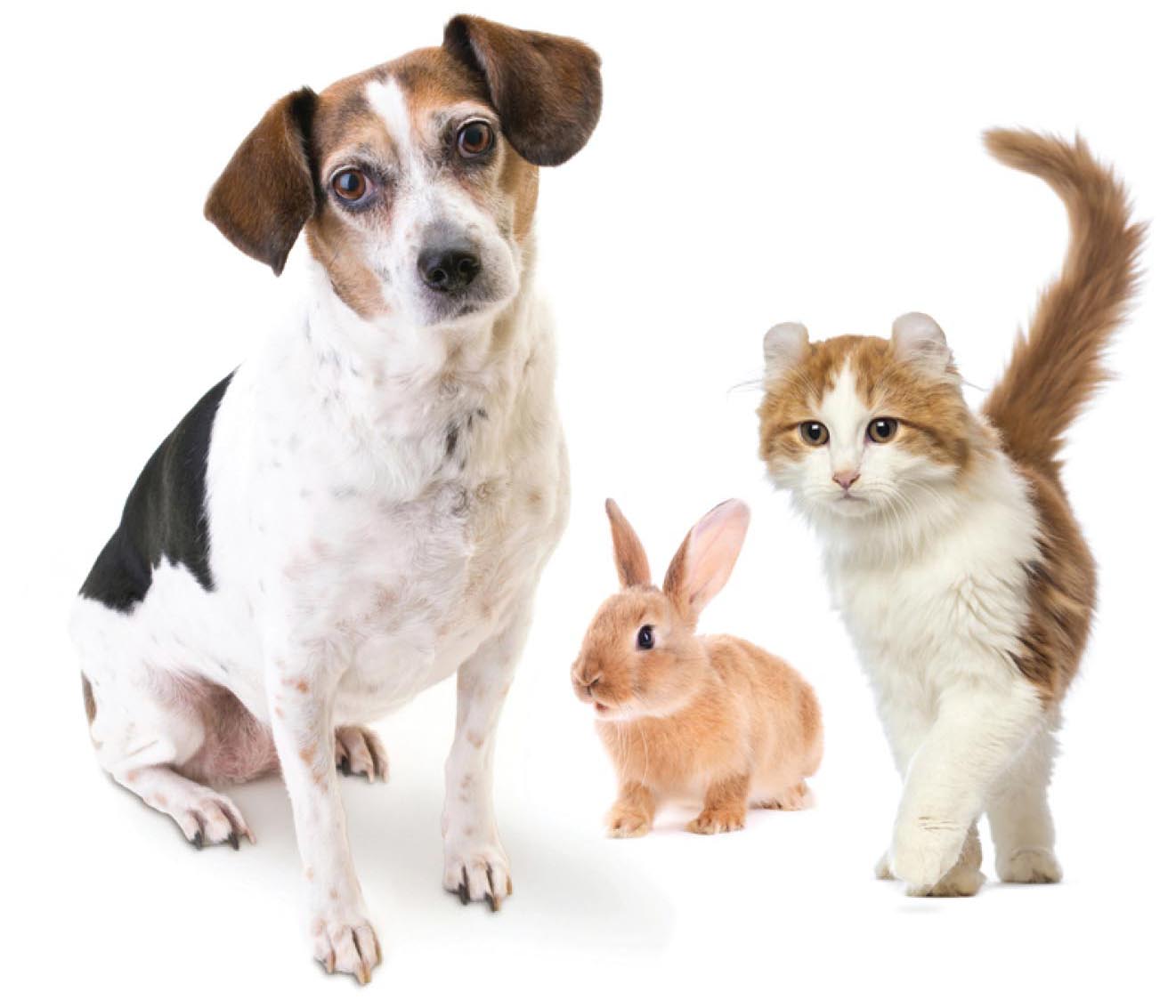 Keeping Your Pets Safe in a Disaster - San Francisco SPCA