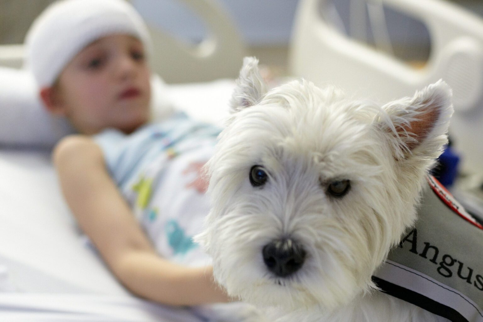 Volunteer - San Francisco SPCA