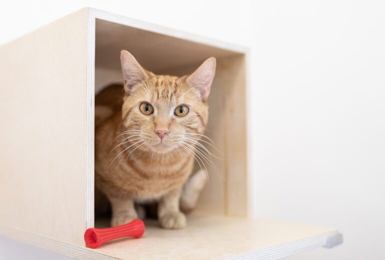 More Ways to Give - San Francisco SPCA