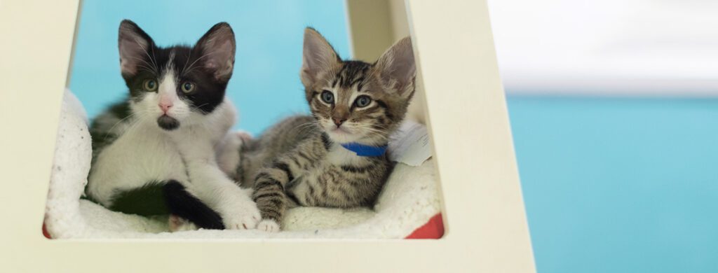 Contact Us - San Francisco SPCA