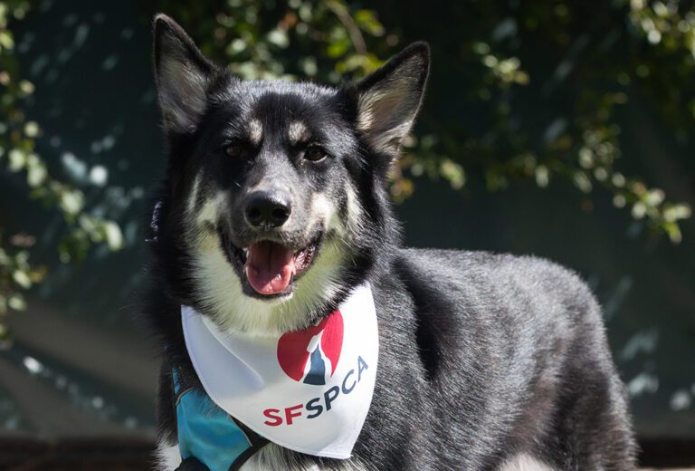 Ways to Give - San Francisco SPCA