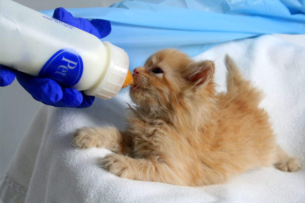 Volunteer - San Francisco SPCA