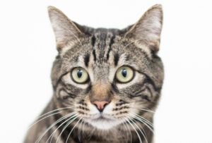 Ways to Give - San Francisco SPCA