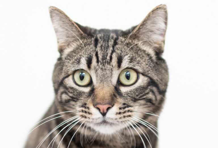 Ways to Give - San Francisco SPCA