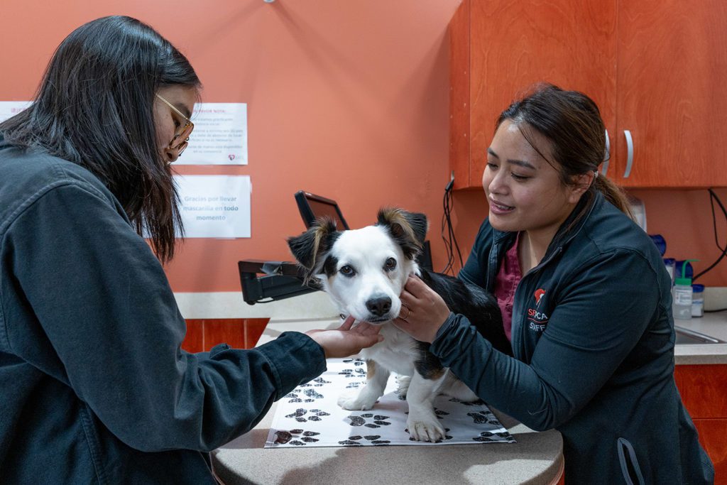 Shelters Struggle with Debilitating Vet Shortage - San Francisco SPCA