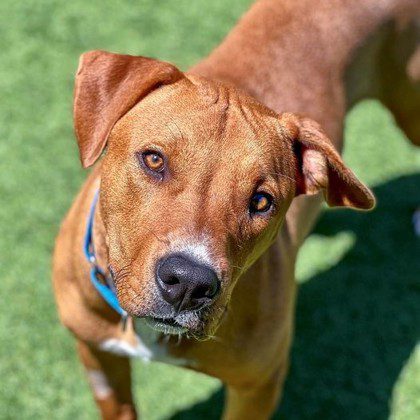 Home - San Francisco SPCA