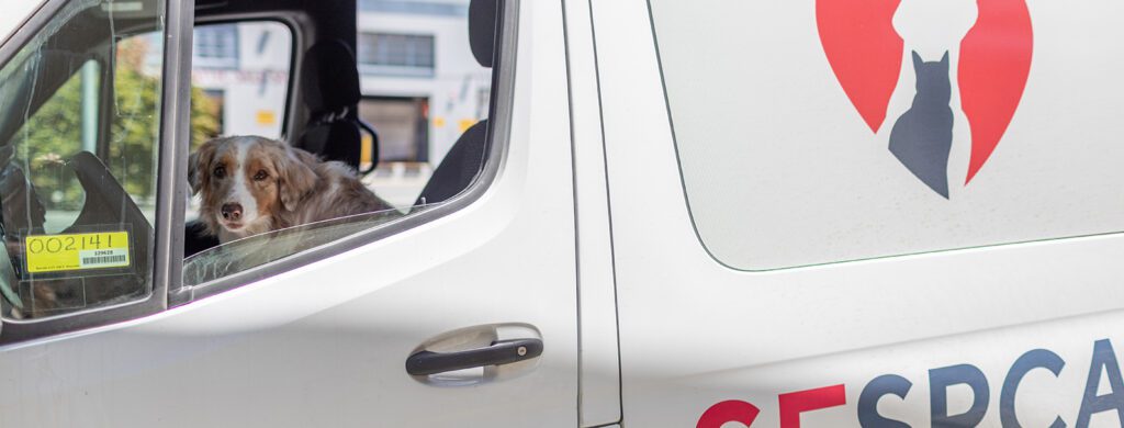 Vehicle Donation - San Francisco SPCA