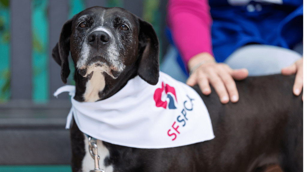 Join the SF SPCA at Bark at Spark - San Francisco SPCA