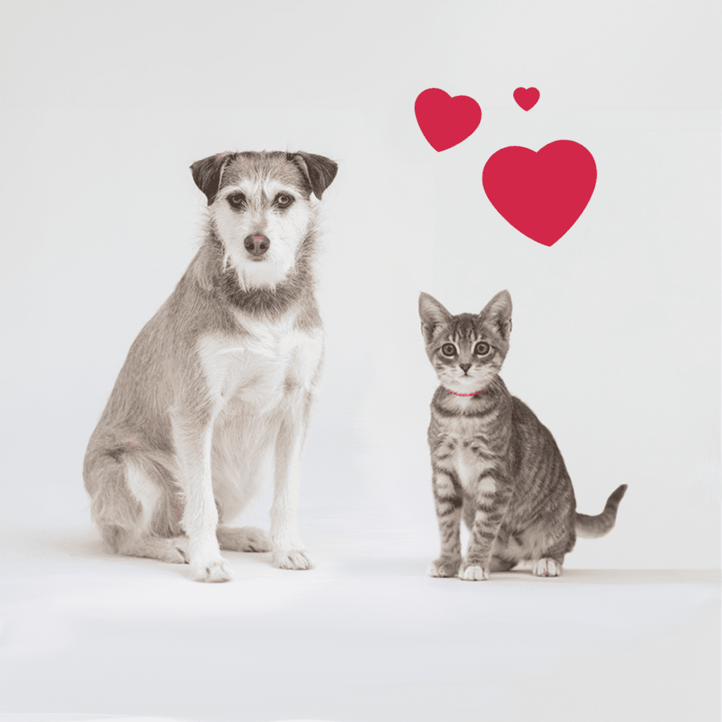 Dogs - San Francisco SPCA