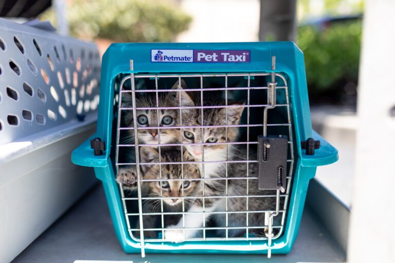 Community Cats - San Francisco SPCA