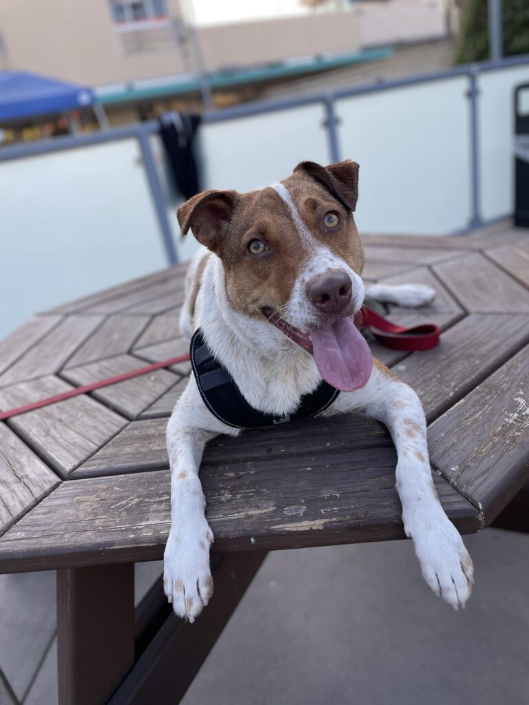 Home - San Francisco SPCA