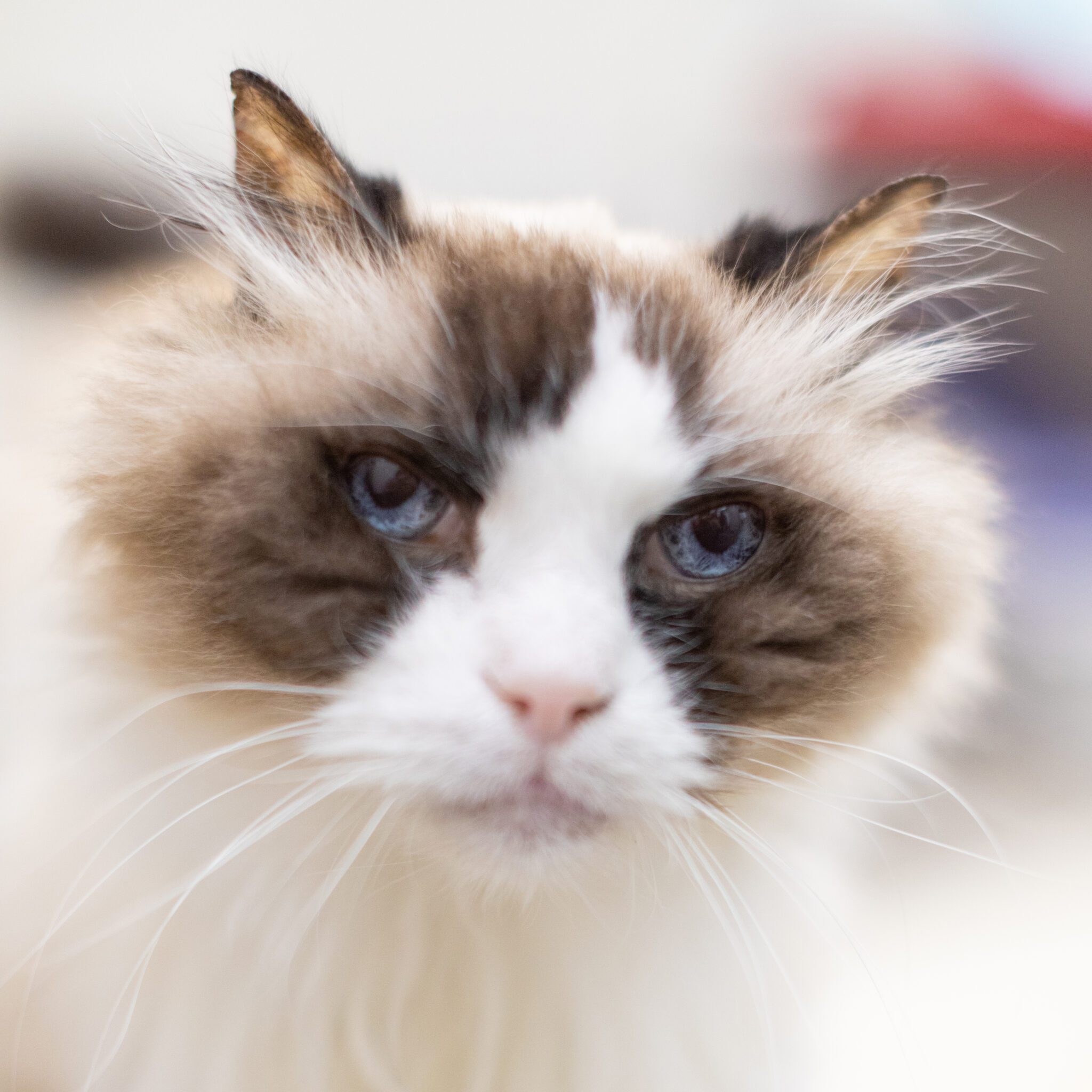 Protect Your Pet - San Francisco SPCA