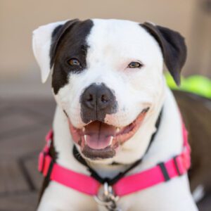 Home Page - San Francisco SPCA