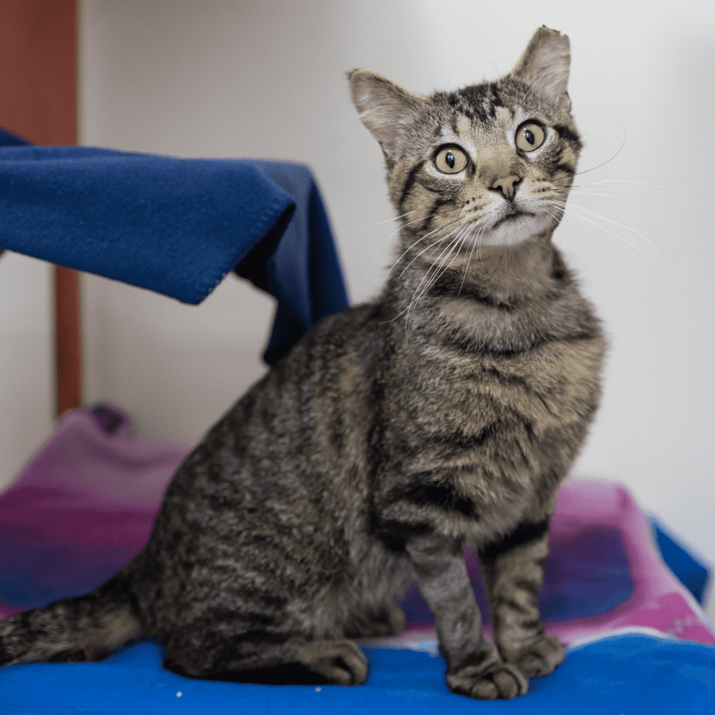 Why We Clear the Shelters - San Francisco SPCA