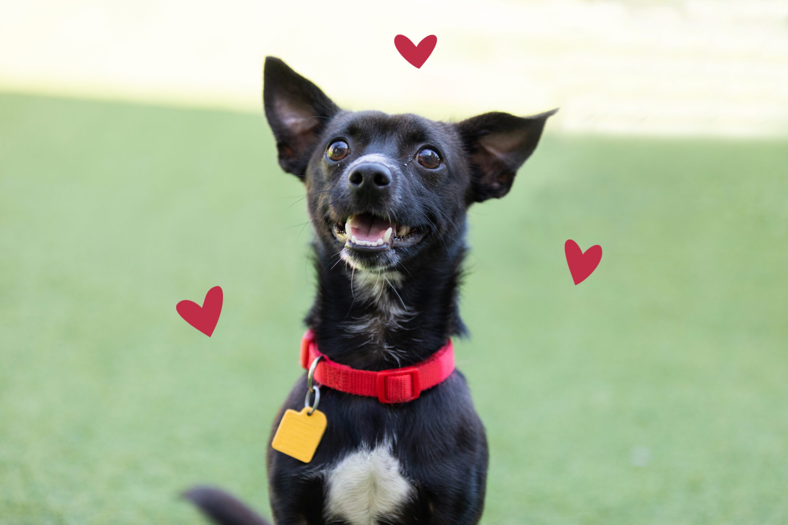 Home Page - San Francisco SPCA