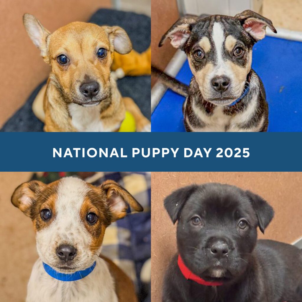 Adoptions - San Francisco SPCA