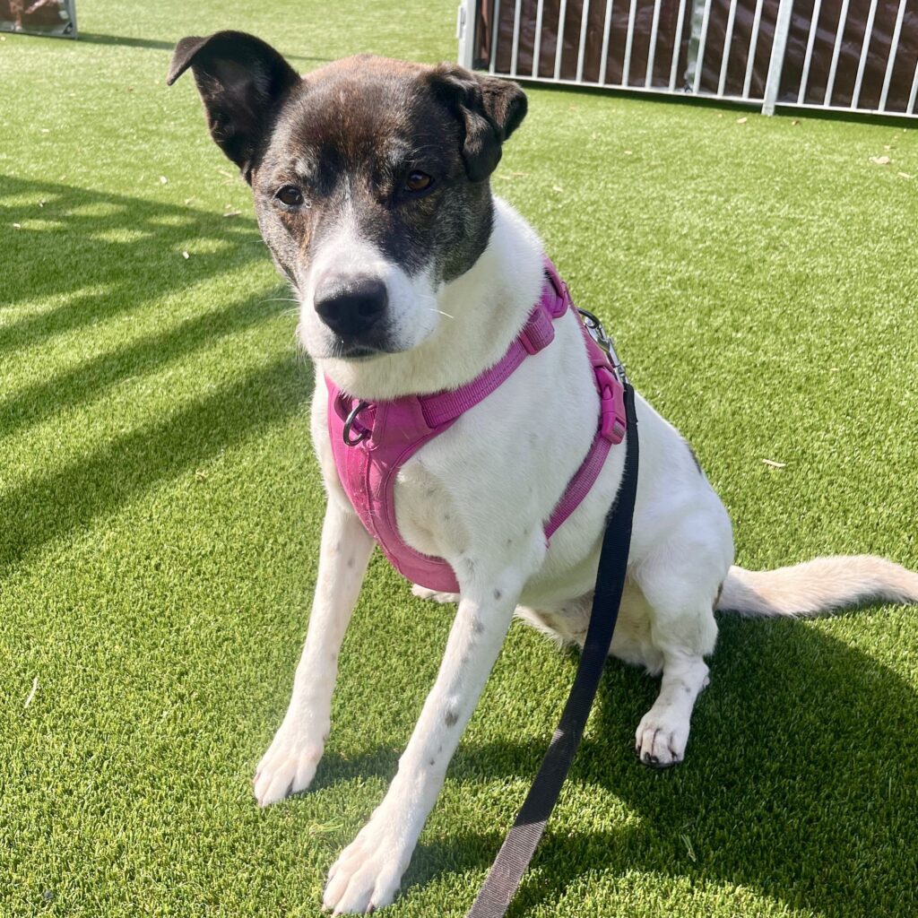 Home Page - San Francisco SPCA