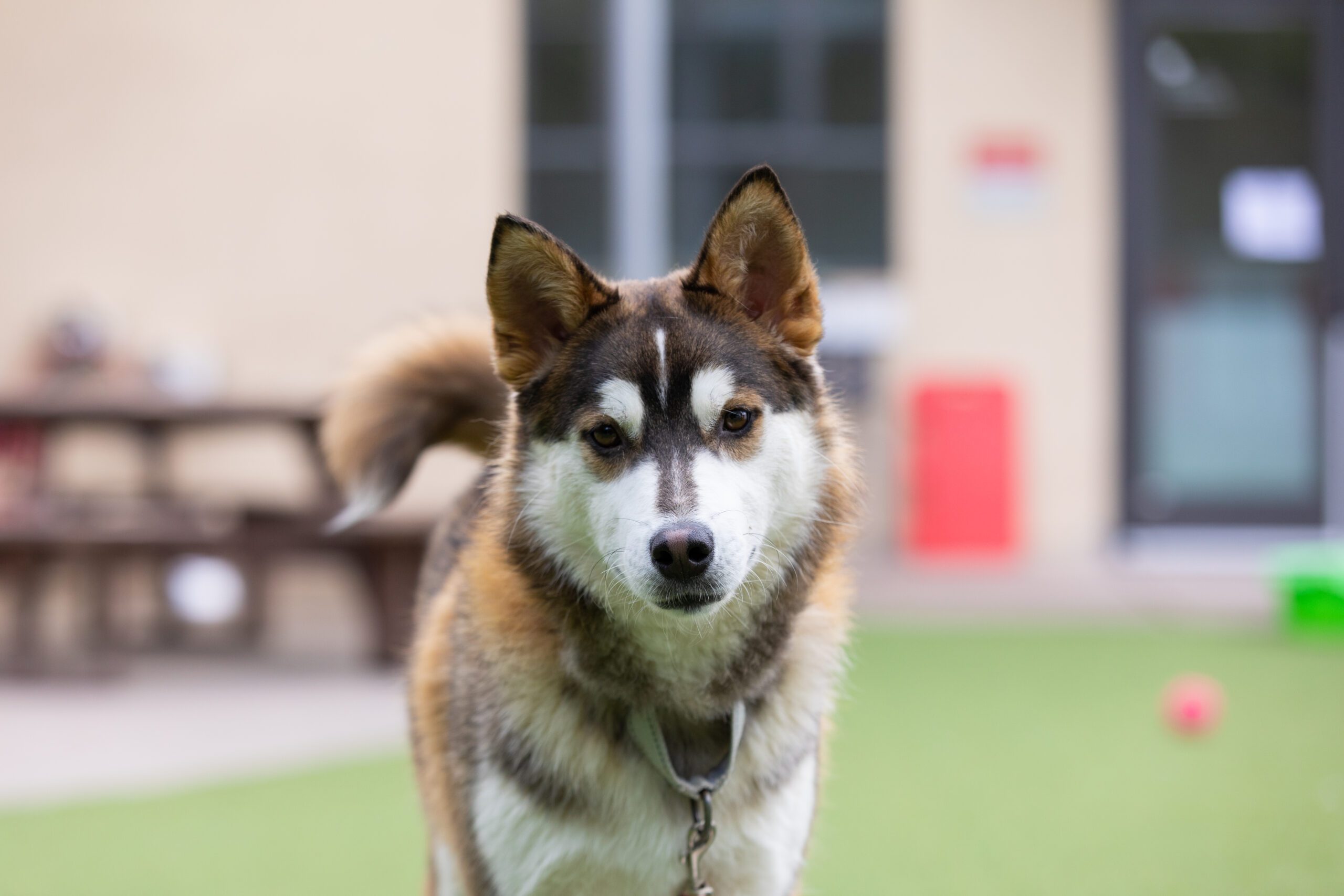 Dogs - San Francisco SPCA