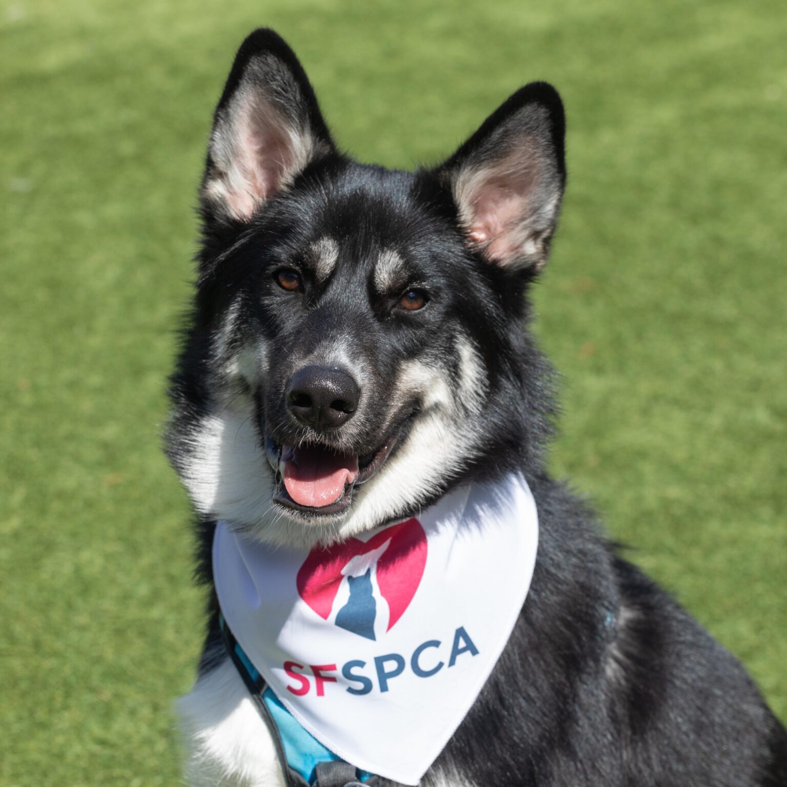 Home Page - San Francisco SPCA